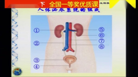 苏教版生物七下《人体泌尿系统的组成》魏老师全国一等奖优质课.mp4
