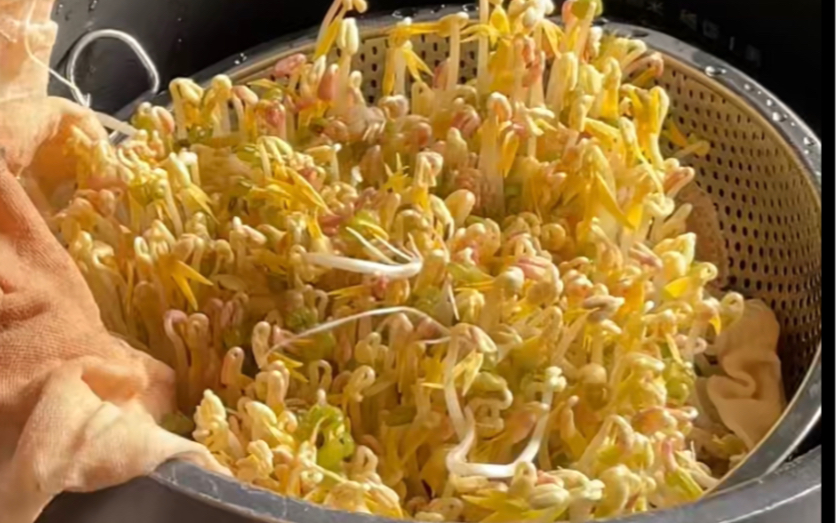 生长之旅:绿豆芽的种植日记