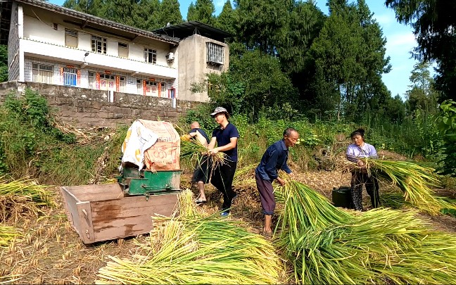四川农村1亩地8个人纯手工收割“稻谷”,人工成本有点高哦!