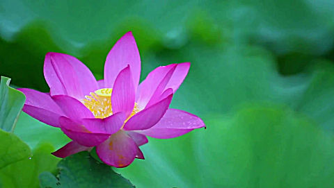 李艺冲:荷花代表着中华文明至上的品格