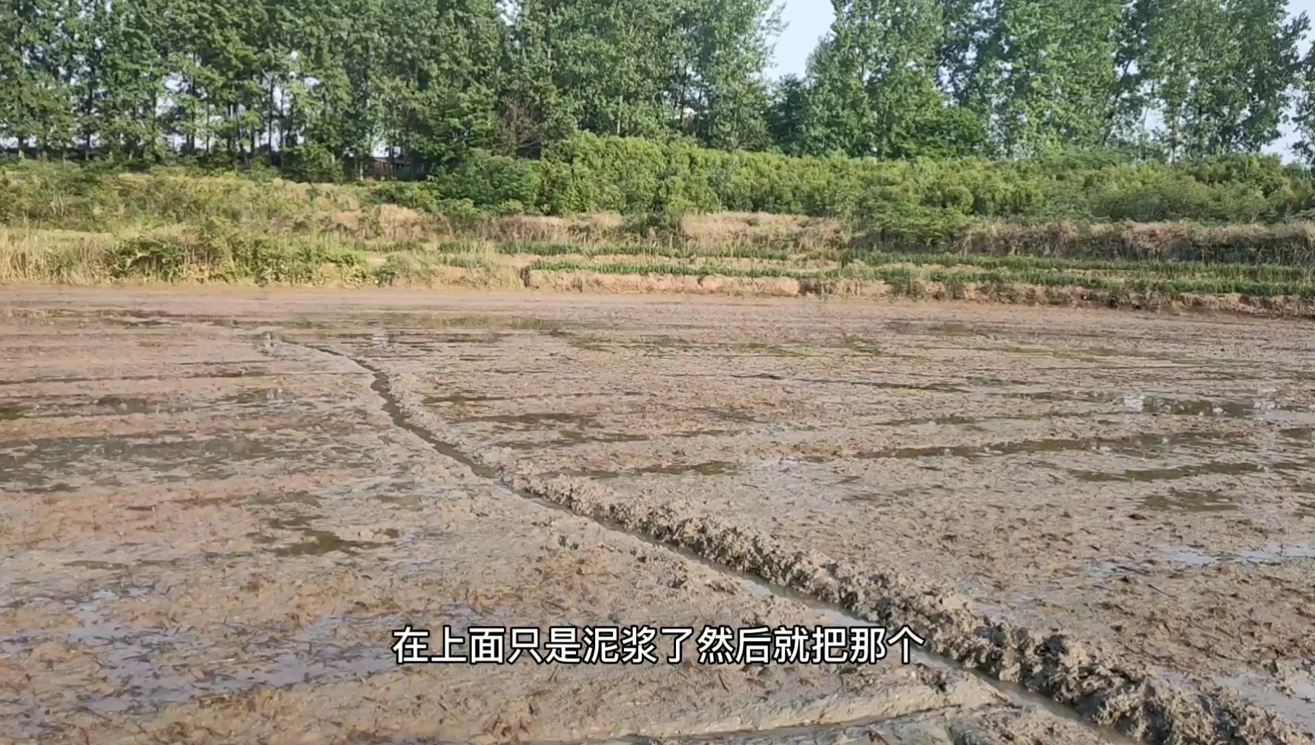 有既省人工又省钱的水稻种植方式,为什么大家还都选择传统的插种呢?