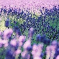 父爱是枯竭时的水 