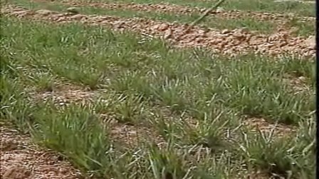 经济、安全、有效地使用农药安全使用除草剂