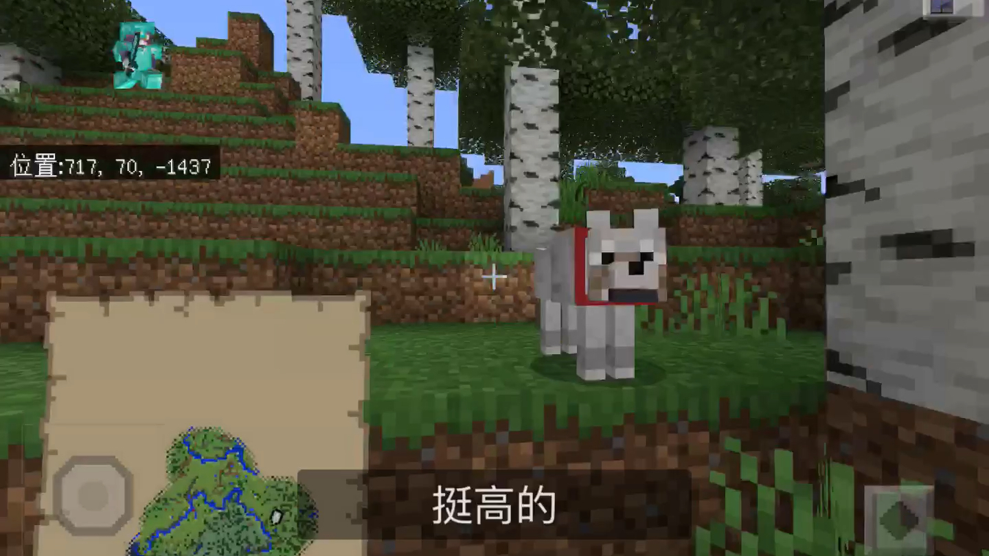 高大桦木林,有见过的吗?