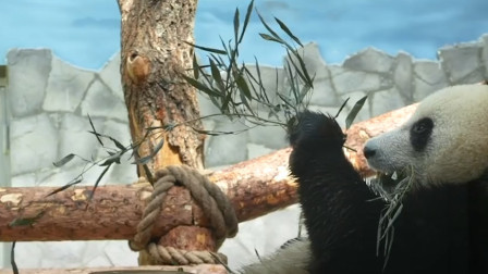 俄罗斯的大熊猫回国了,当地人民:舍不得,可以用北极熊做交换吗?