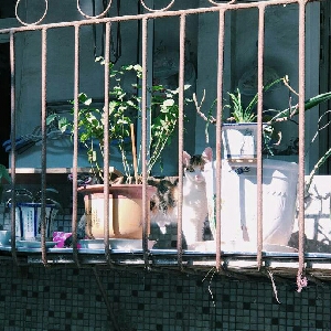 芦荟汁_ 