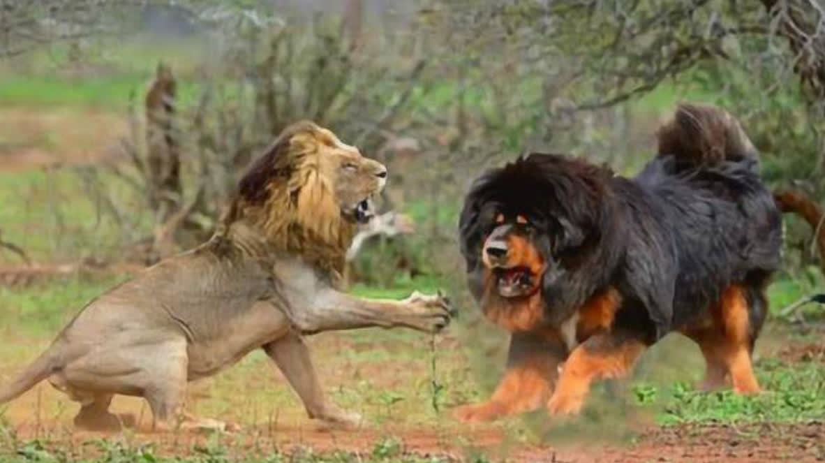 藏獒是最凶猛的犬类动物,把它放到草原会成为"草原之王"吗?