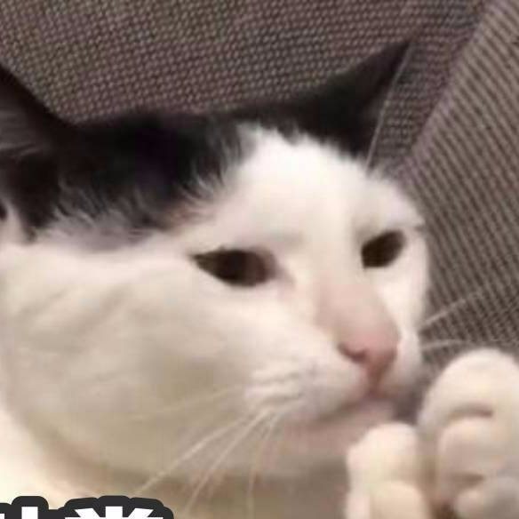 十六石榴猫 