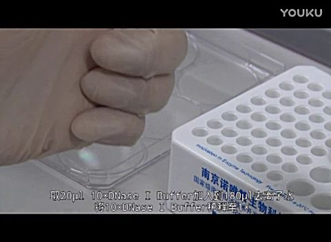 诺唯赞生物Tunel细胞凋亡检测