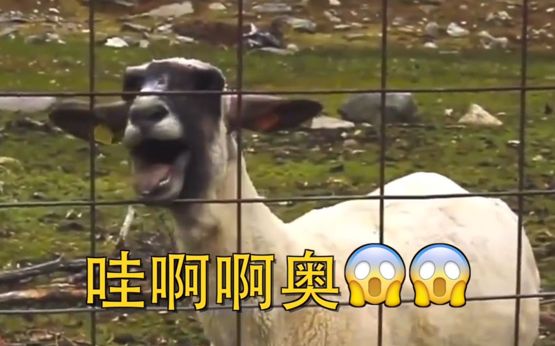 你真的听过羊叫吗?