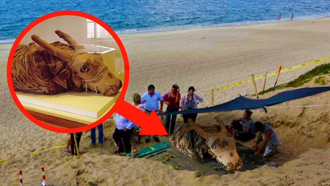 全球6大最诡异的动物,拥有幽灵般的透明身体,看完头皮发麻!