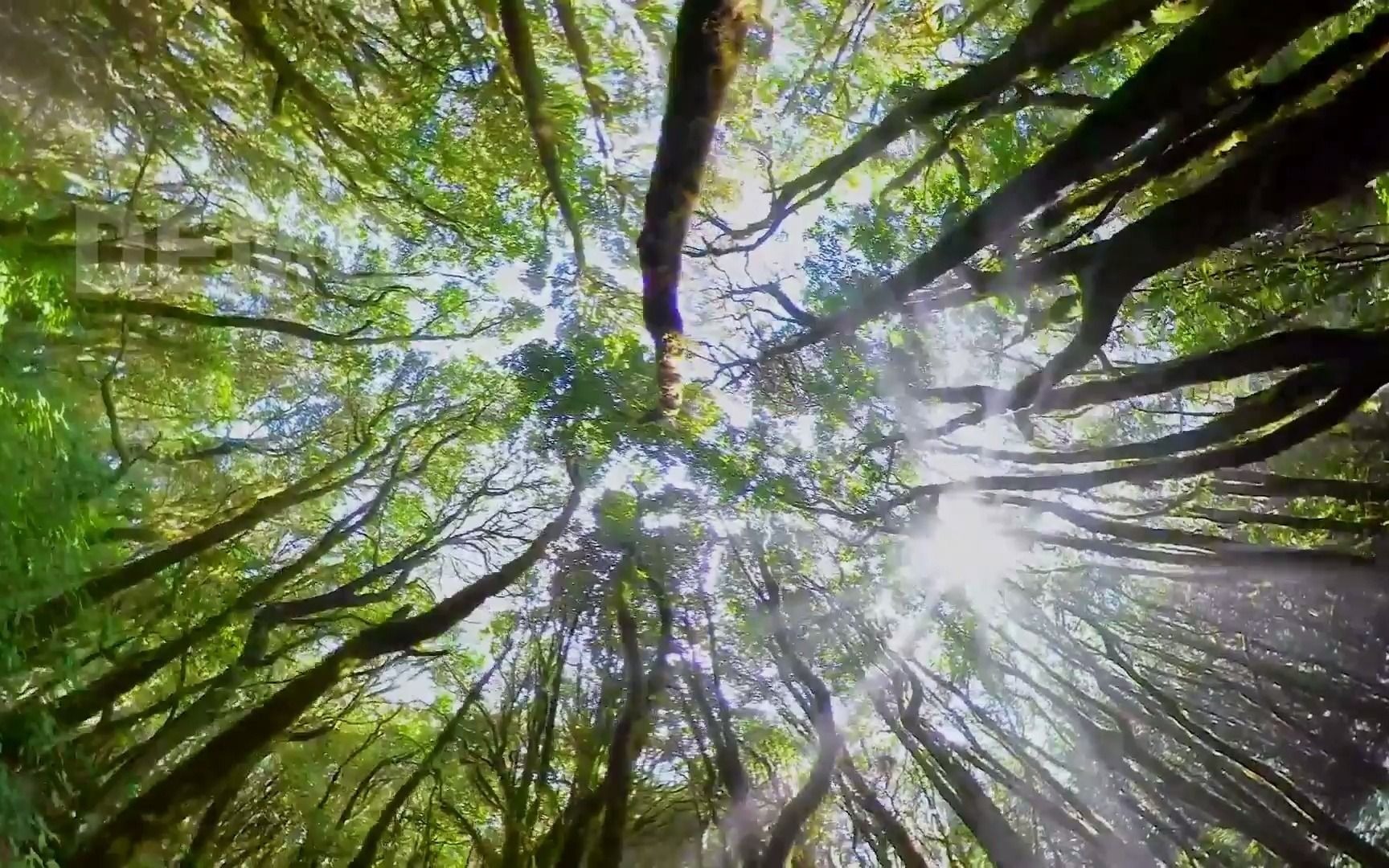 ...森林阳光空镜头树林绿色环保清晨高清实拍视频素材 led视频 动态视频