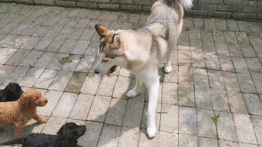 结绳记事#烧烤 #结绳犬舍 #狗狗日常 #犬舍日常