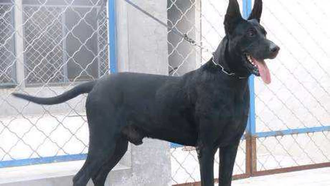 中国人的辟邪招财神兽--墨界黑狼犬