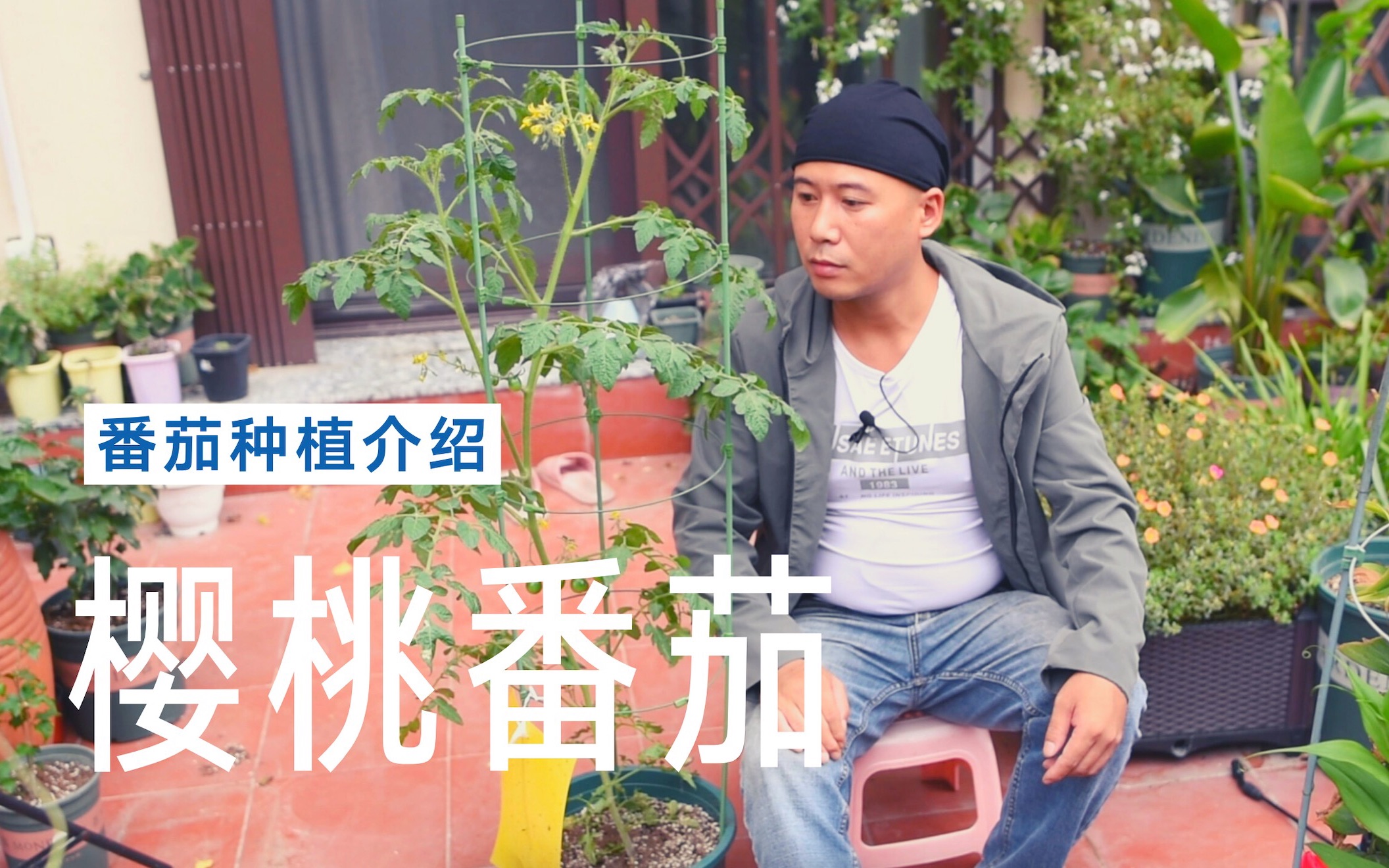 番茄种植介绍,天天开花天天结果,永远吃不完