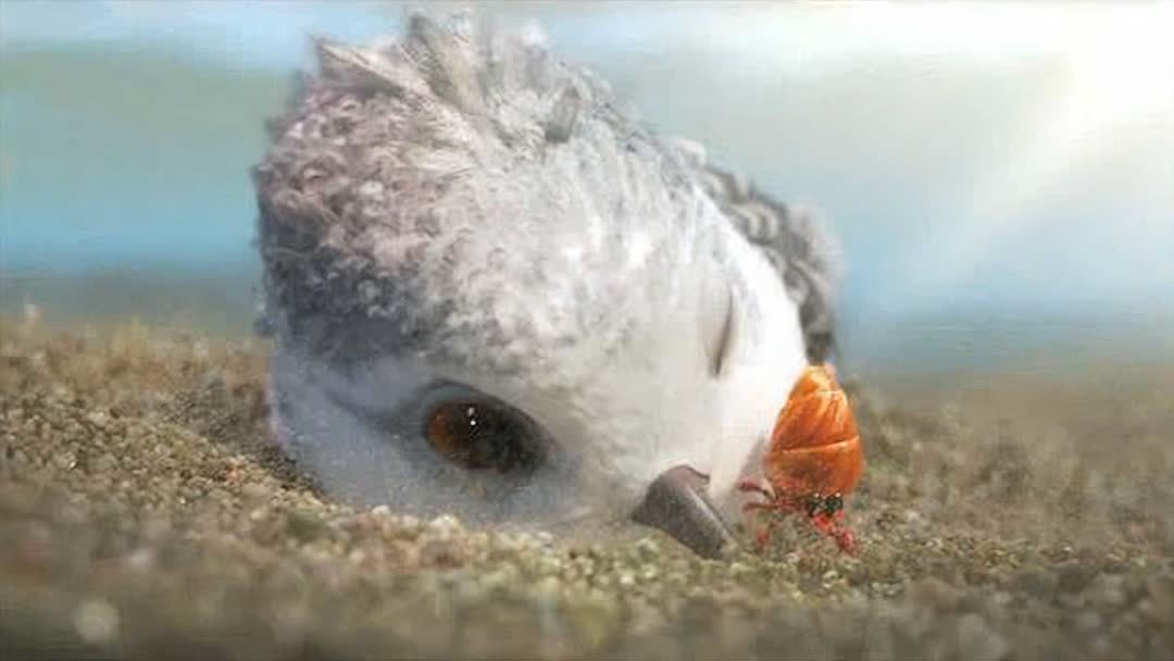 动画《鹬》小鹬鸟看到海浪袭来,机智钻进沙子里,逃过一劫