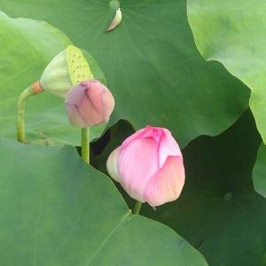 来自广西的lily 