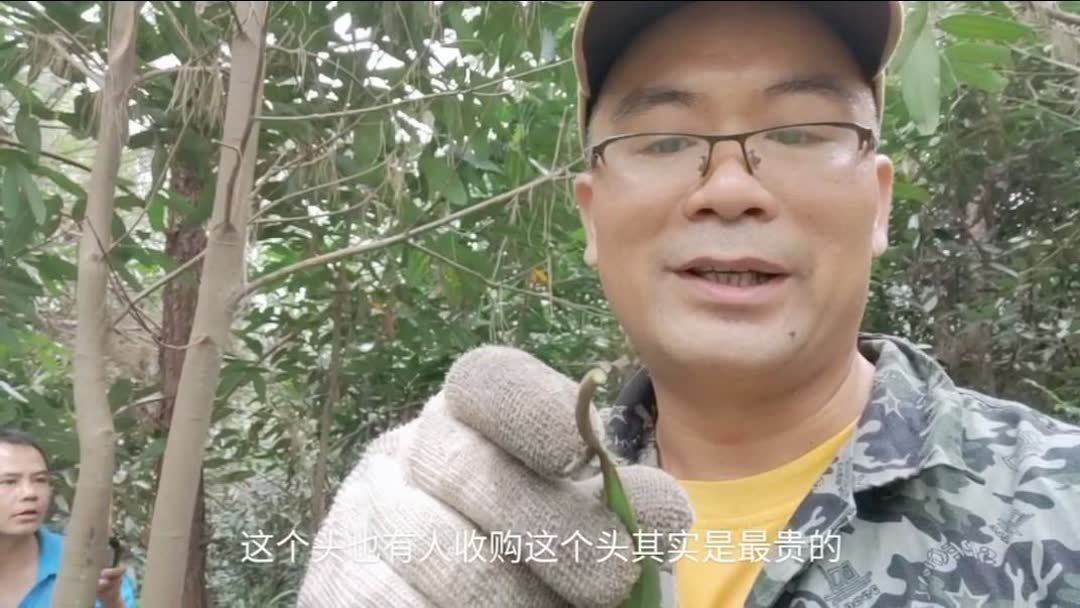 一种即是药材又是香料的树,只种一次年年都有收益,大叔要发财了