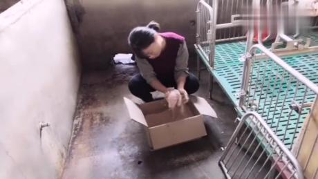 专业养猪姑娘手把手教你给母猪静脉输液,母猪生产时直接使用