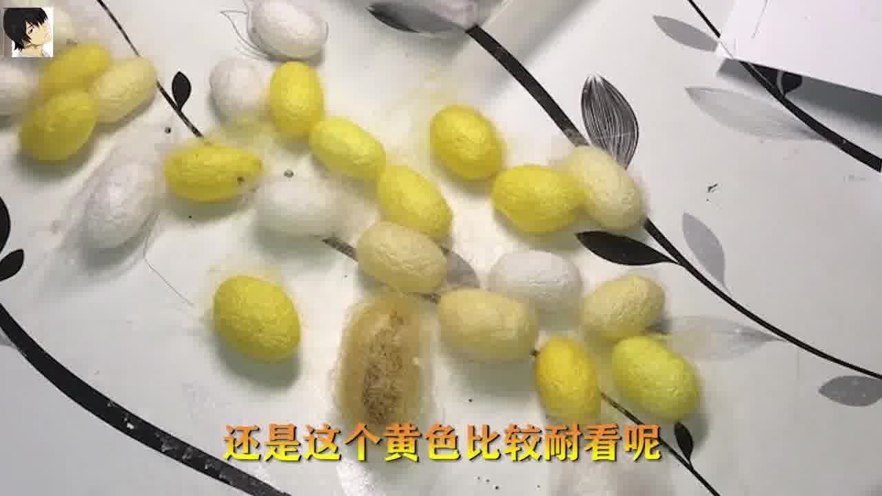 蚕茧大丰收了,收获好多油蚕的蚕茧,还是黄色蚕茧最好看