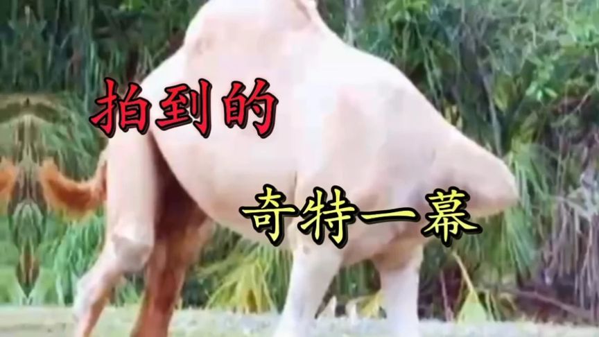 拍到的不可思议一幕 世界之大无奇不有 你没见过的奇特一幕