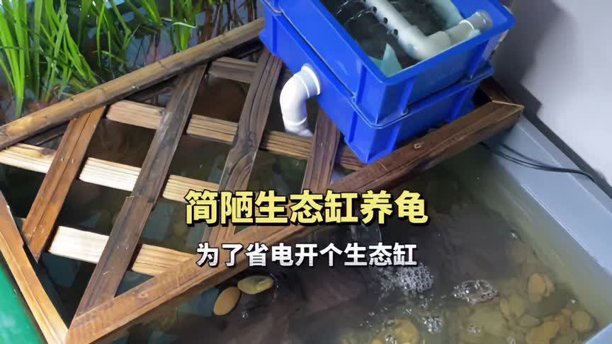 简陋又简单的生态缸养龟开缸,新手养龟体验卡