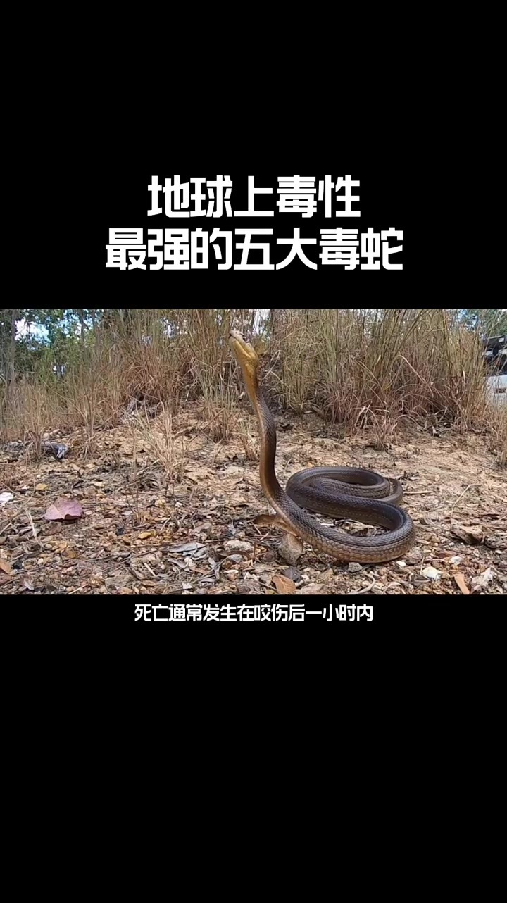 最毒的蛇