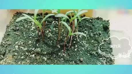 波斯菊的生长过程