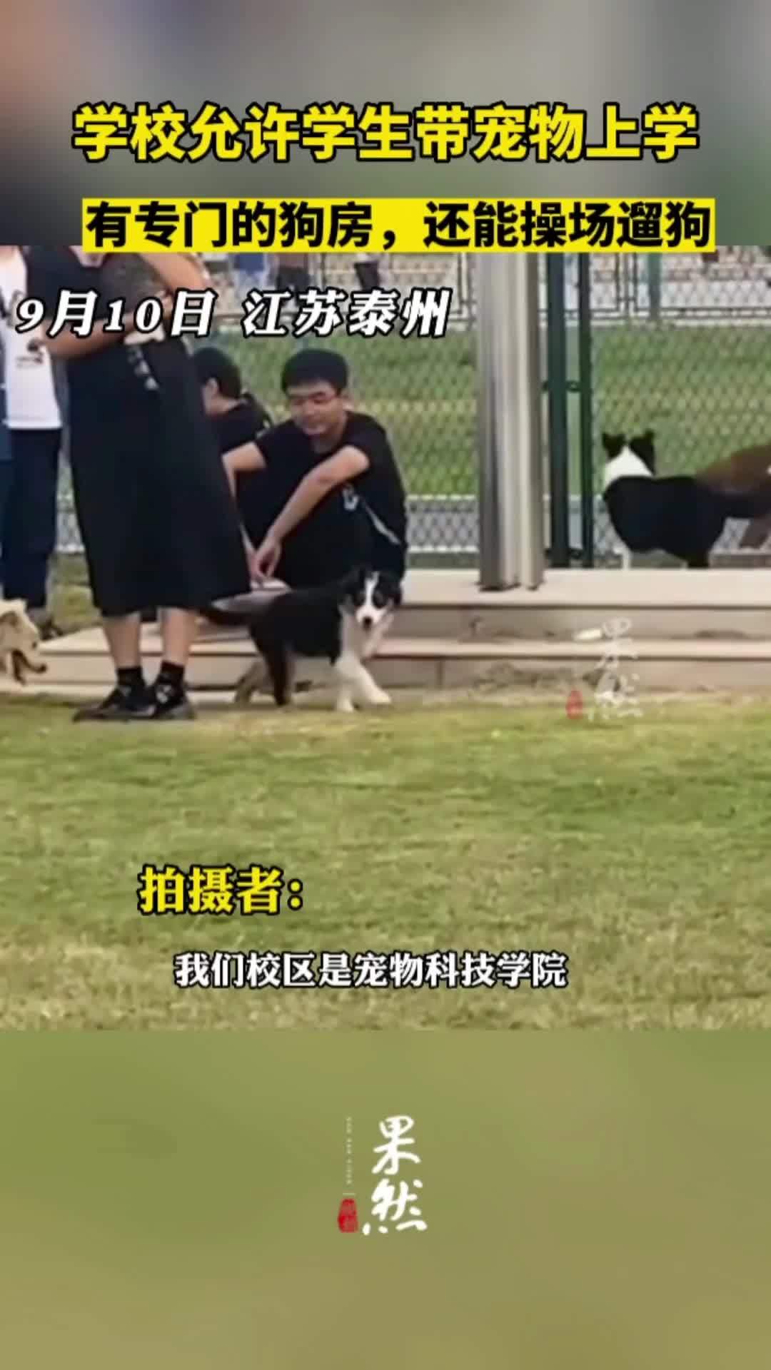 江苏一学校允许学生带宠物上学,有专门的狗房,还能操场遛狗