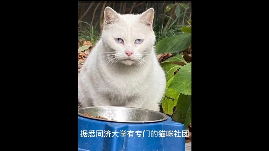 残忍!同济大学大量流浪猫被投毒身亡