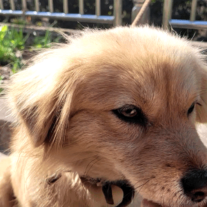 不重要的工具人 