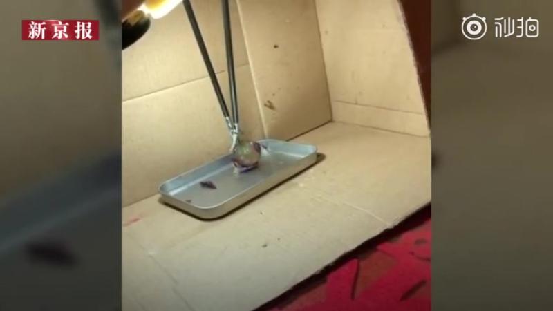 【苦练手术基本功 医生机械手隔空剥葡萄缝辣椒】9月29日,四川成都一...