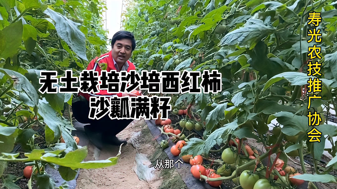 无土栽培沙培技术种植的西红柿,个个是沙瓤,老西红柿的味道!