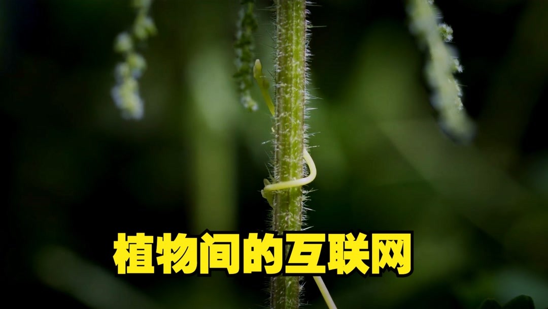 植物间的互联网