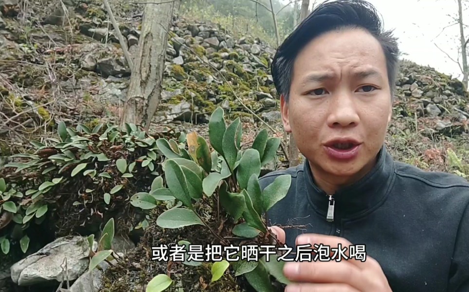 农村这种常见的草药,山里都有,很多人却不知道它的功效!
