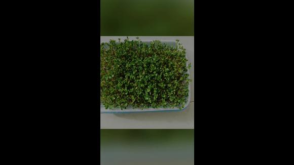无土栽培芽苗的生长过程