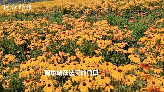 爸爸妈妈,不要走vs向阳古镇花海-伤心小视频3