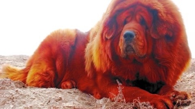 生死搏斗:东方神犬藏獒决斗野狼克星高加索犬,谁才是真正的强者