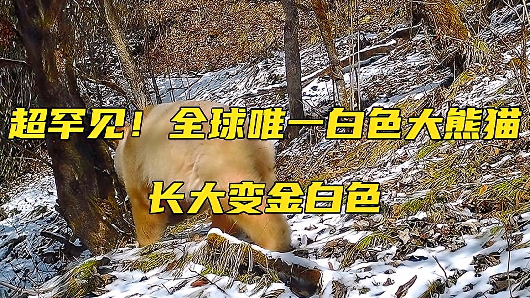 超罕见!全球唯一白色大熊猫长大变金白色