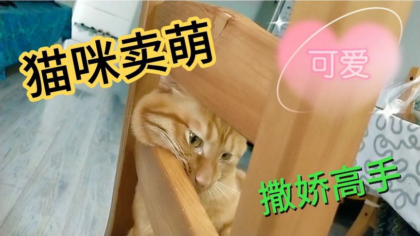 猫咪撒娇卖萌有多可爱,原来是个高手呀!一定多给些小鱼干吃!