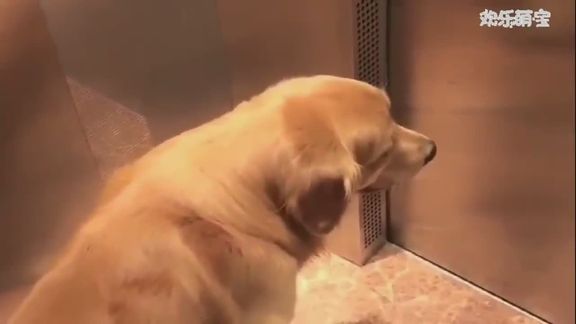 轮胎上电梯还知道先开门,怎么能这么聪明,真厉害