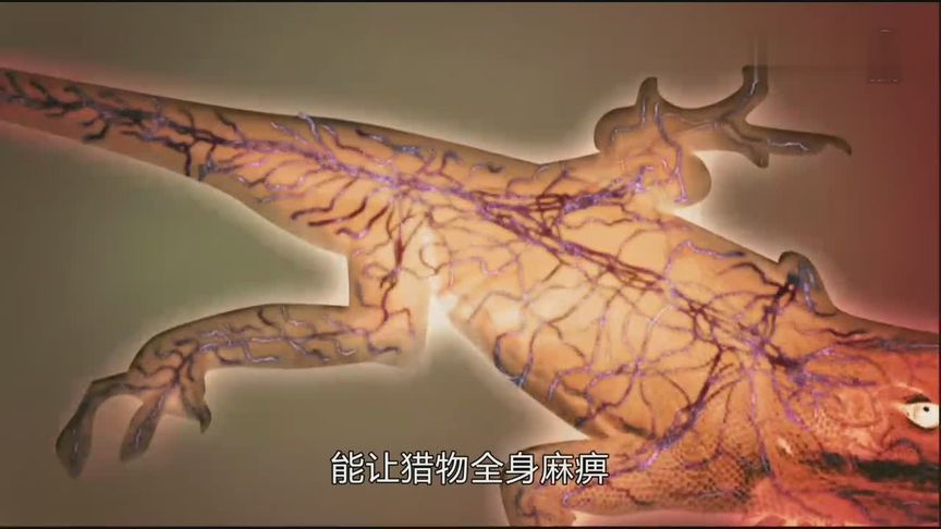 带你看世界,五大毒蛇排行榜