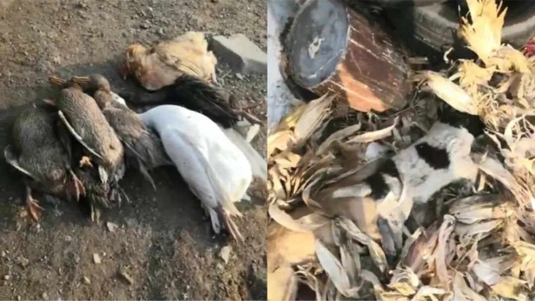 违法偷排偷放硫化氢致38人中毒1家4口死亡 律师:涉嫌多项罪名