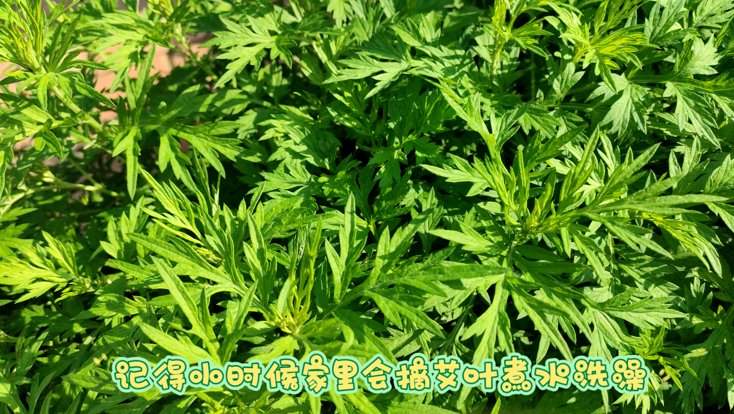 又见艾叶,用处多多全身宝