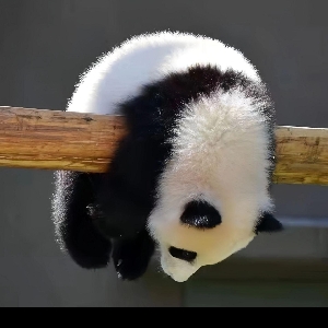 特教小杜 