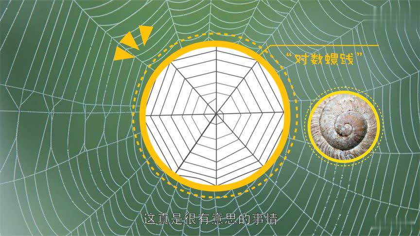 蜘蛛也是大科学家,它织的网被称为“对数螺线”,在生活中有啥应用