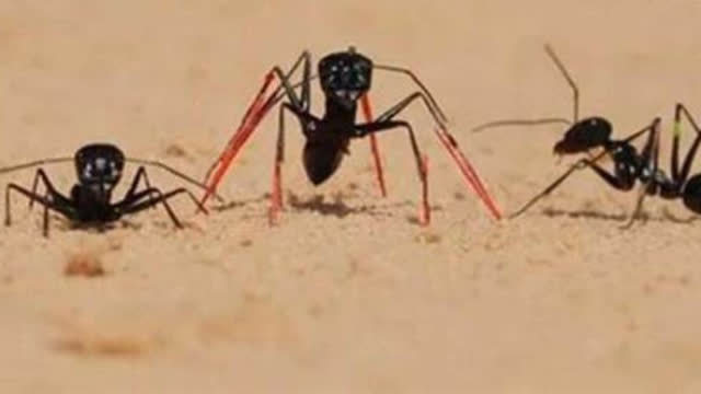 生物学家动了点手脚后,蚂蚁们竟就找...