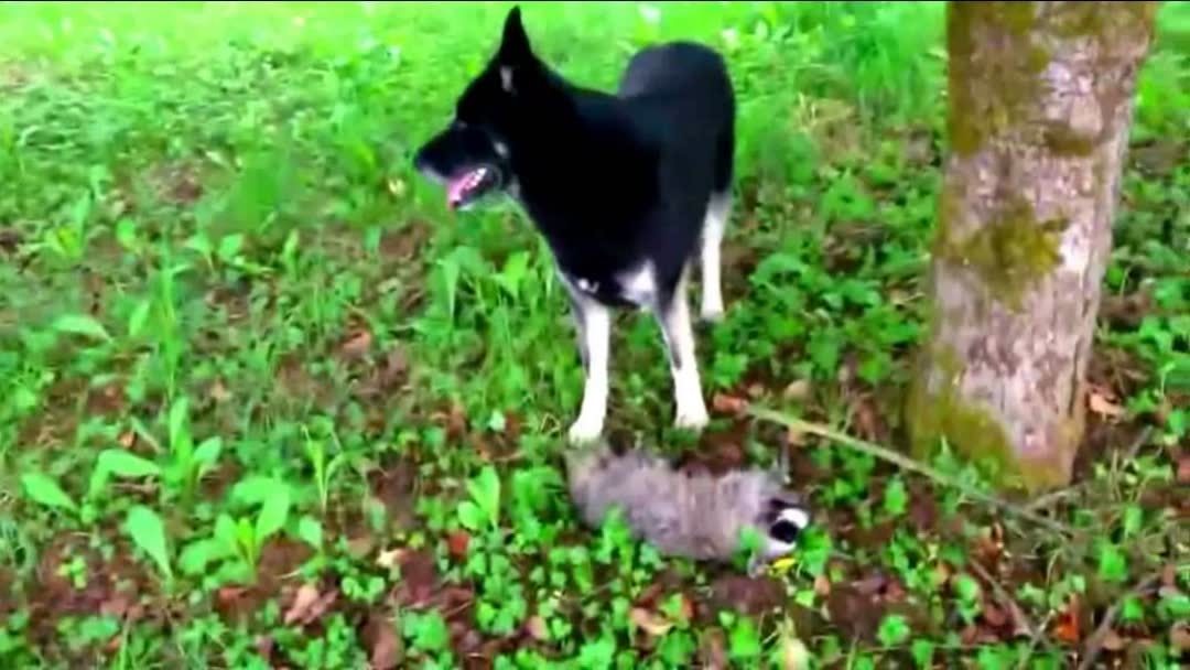 这小家伙是什么动物?被狗狗咬的。好可怜