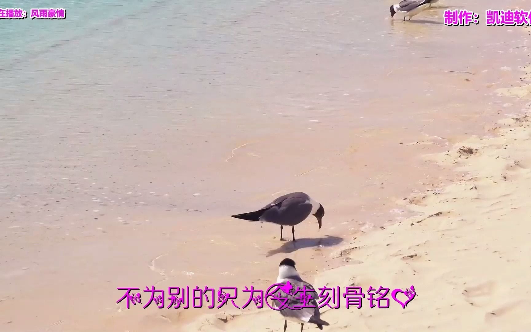 《风雨豪情》欣赏,什么软件可以播放rmvb格式的视频