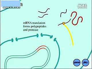 艾滋病病毒入侵人体的过程